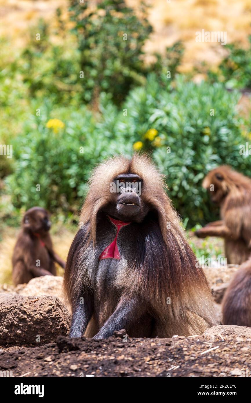 Alpha male of Gelada (Theropithecus gelada), sometimes called the ...