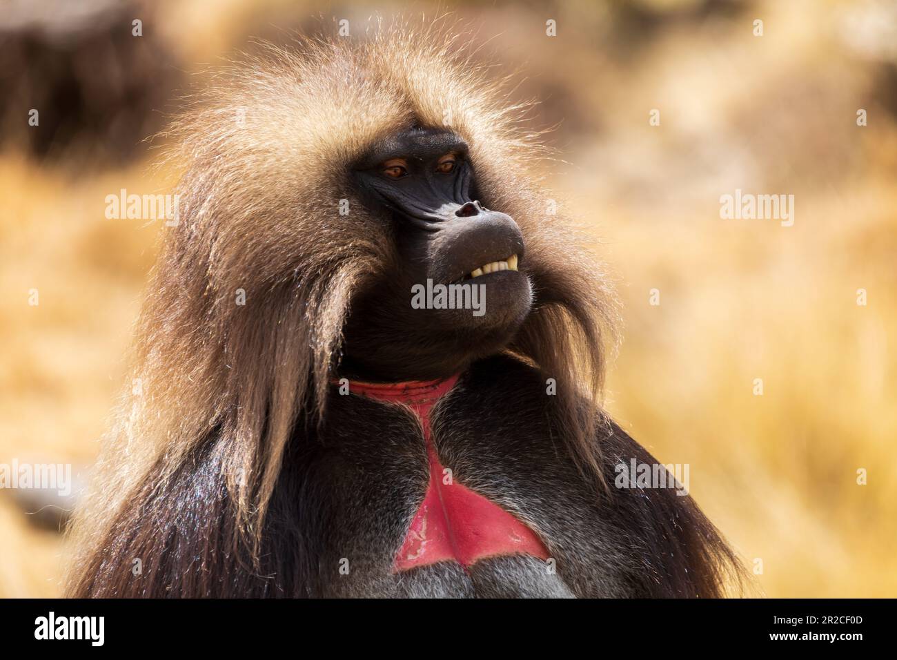 Family of Gelada (Theropithecus gelada), sometimes called the bleeding ...