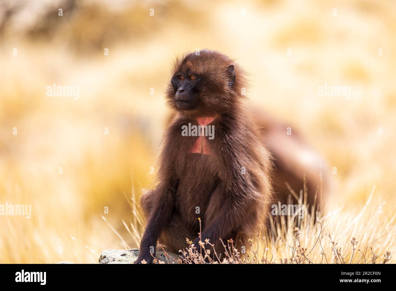 Female of Gelada (Theropithecus gelada), sometimes called the bleeding ...