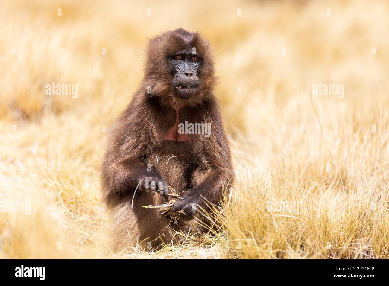 Female endemic animal gelada hi-res stock photography and images - Alamy