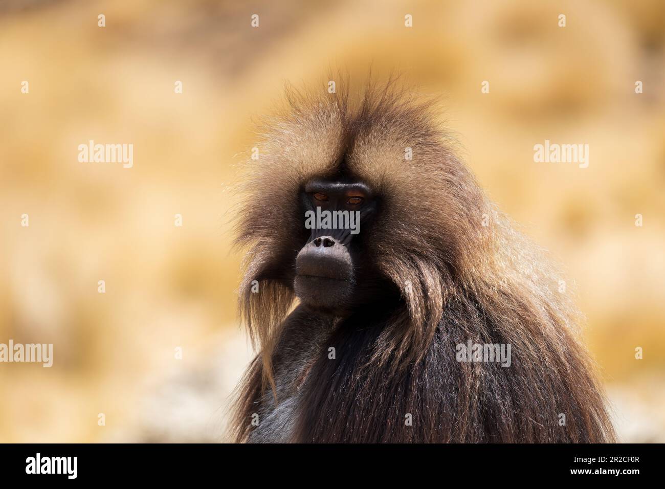 Family of Gelada (Theropithecus gelada), sometimes called the bleeding ...