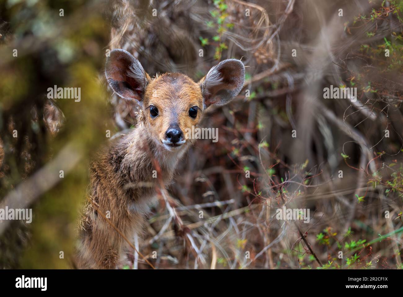 Baby of rare Menelik bushbuck, endemic Tragelaphus scriptus meneliki ...