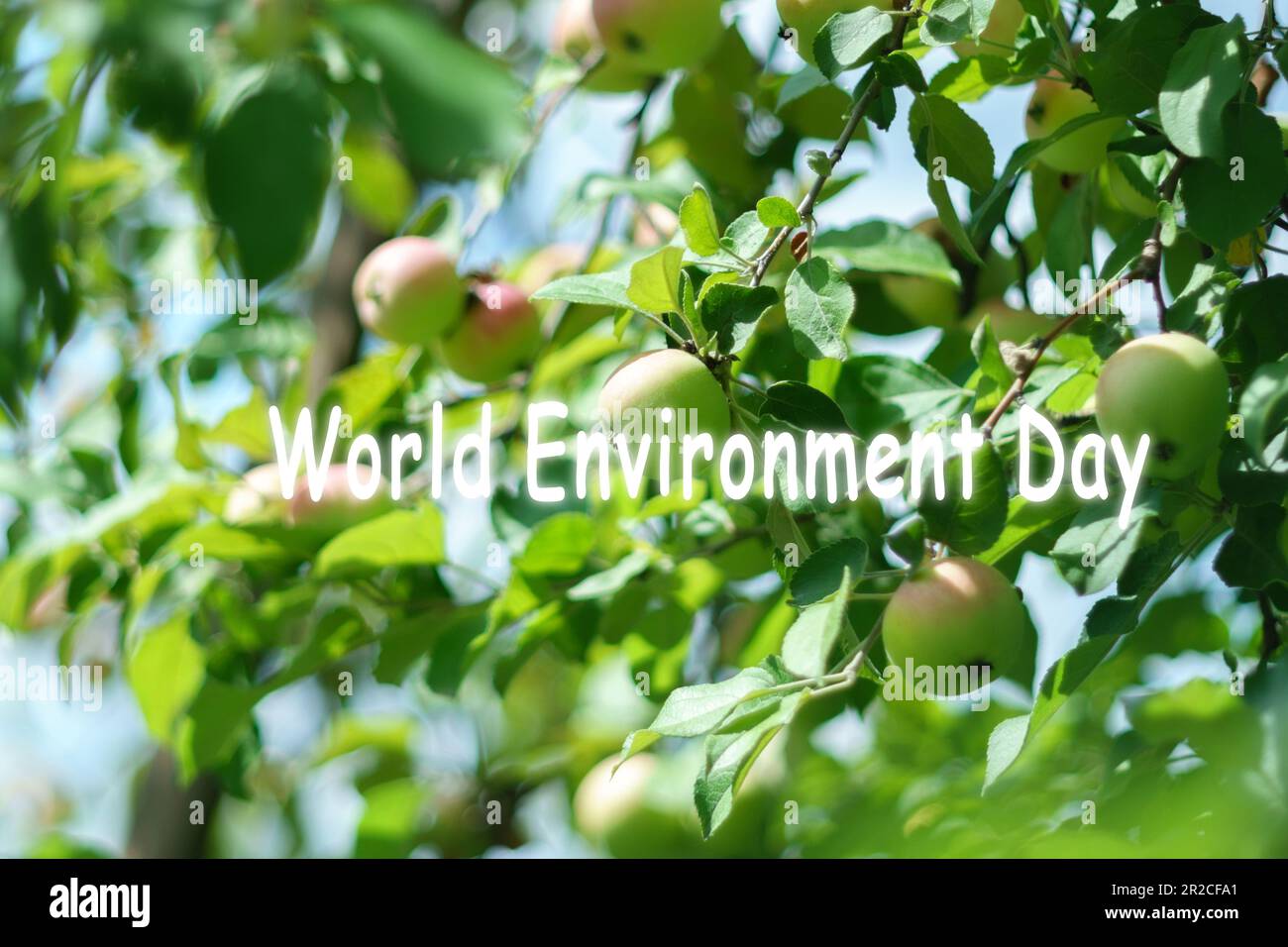 World environment day, apple from a tree in the middle of an apple ...