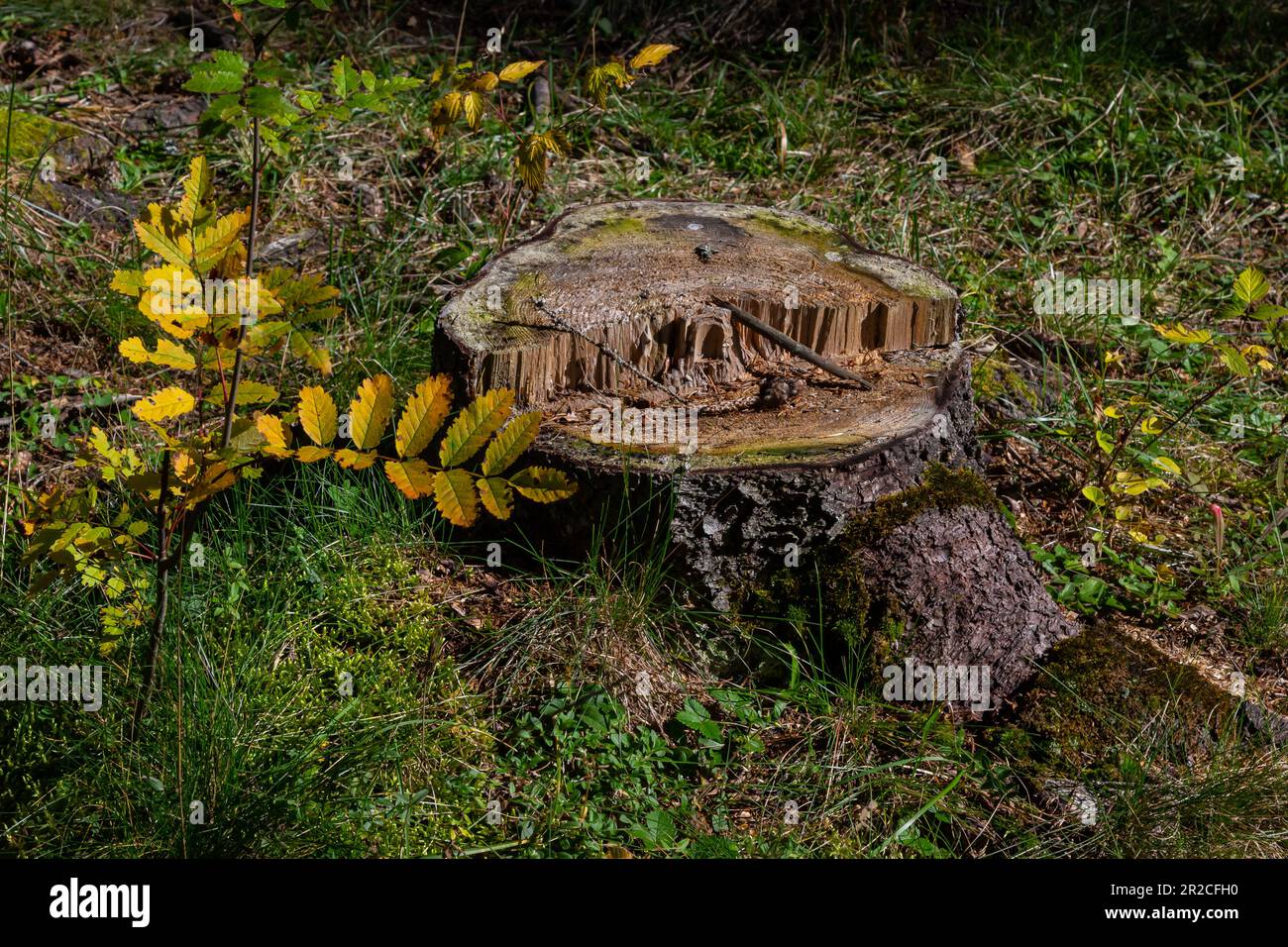 A tree stump in a spring forest, ecological problems associated with ...