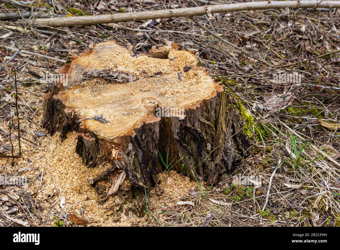 A tree stump in a spring forest, ecological problems associated with ...