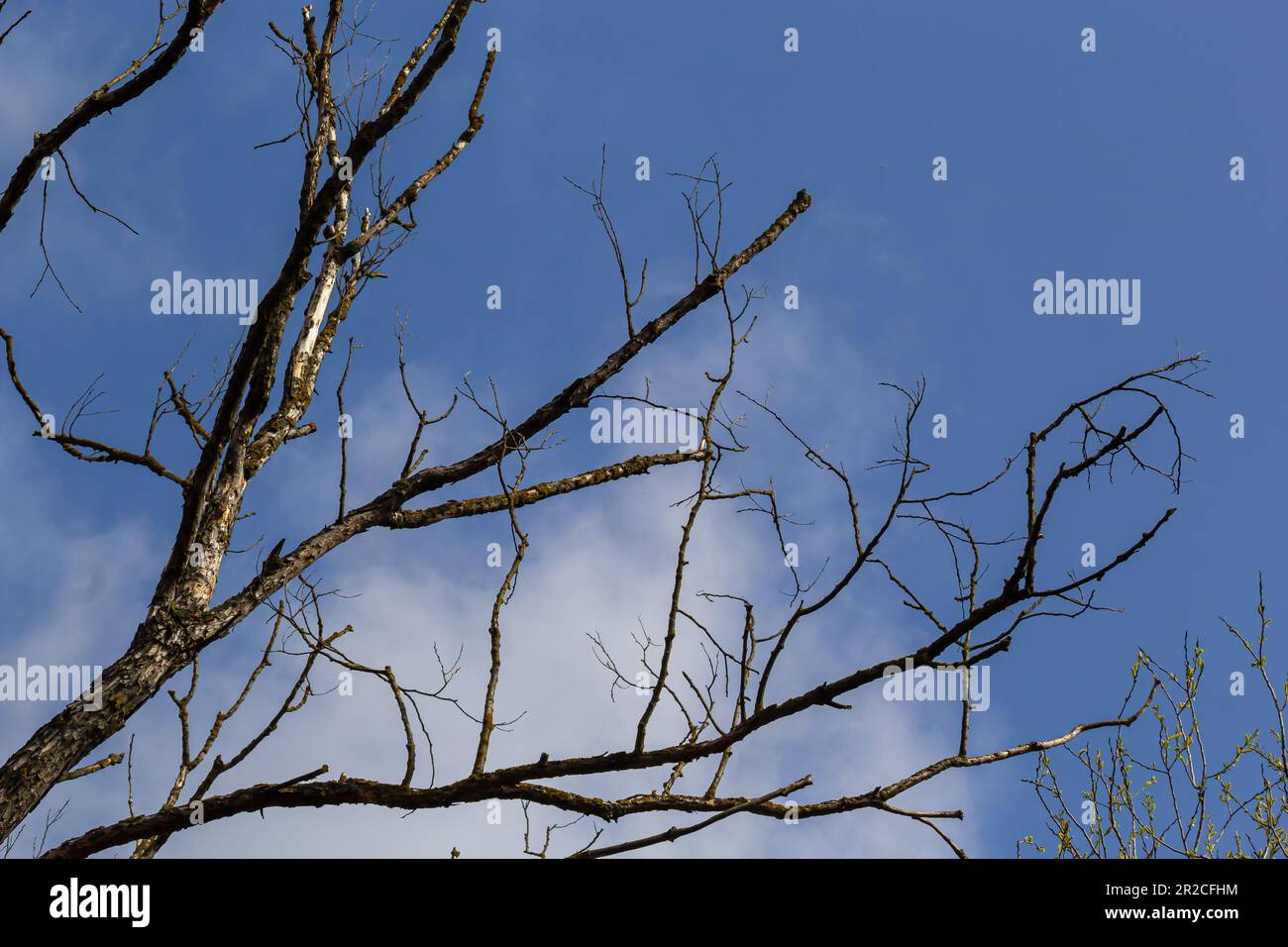 dry tree branches on a blue sky background, dead tree concept of ...