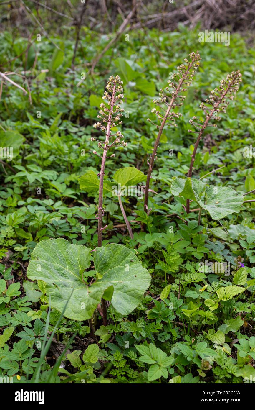 Inflorescences of butterbur, pestilence wort, Petasites hybridus ...