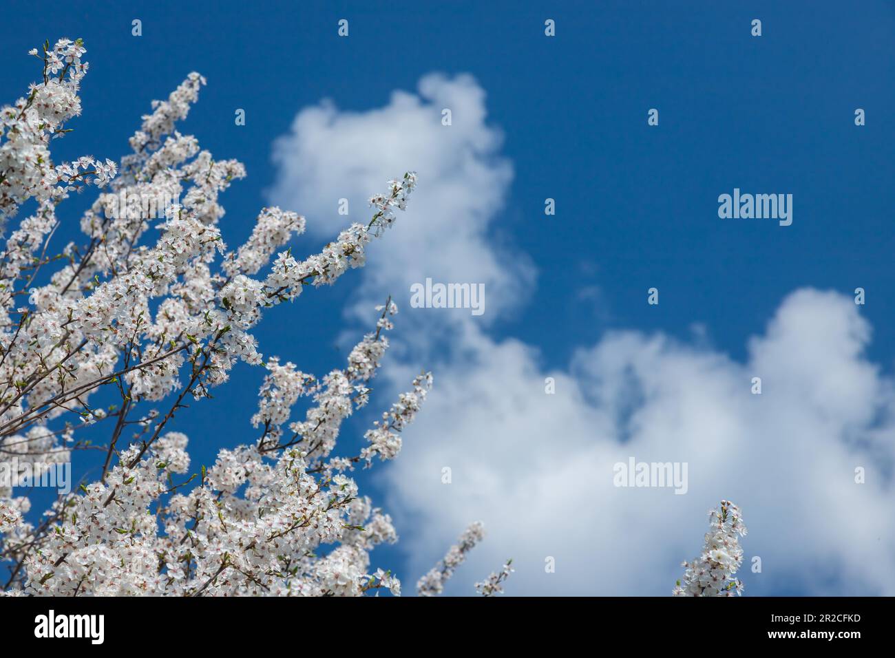 Selective focus of beautiful branches of plum blossoms on the tree ...