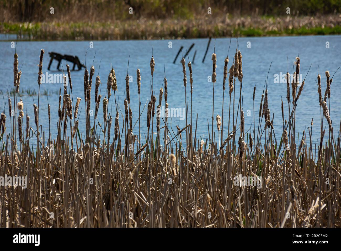 Cattails bulrush Typha latifolia beside river. Closeup of blooming ...