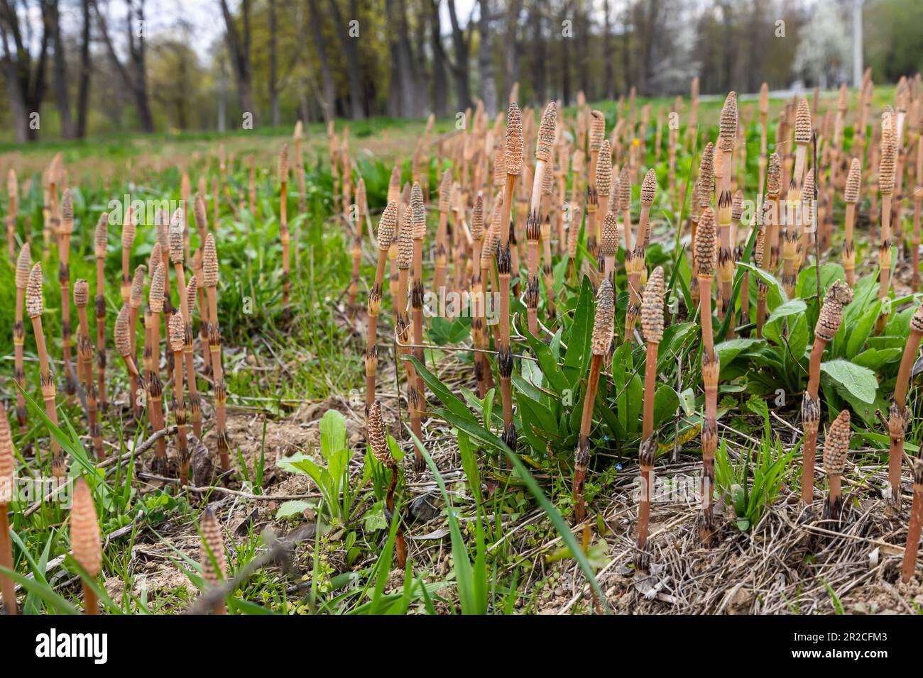 Equisetum arvense, the field horsetail or common horsetail, is an ...