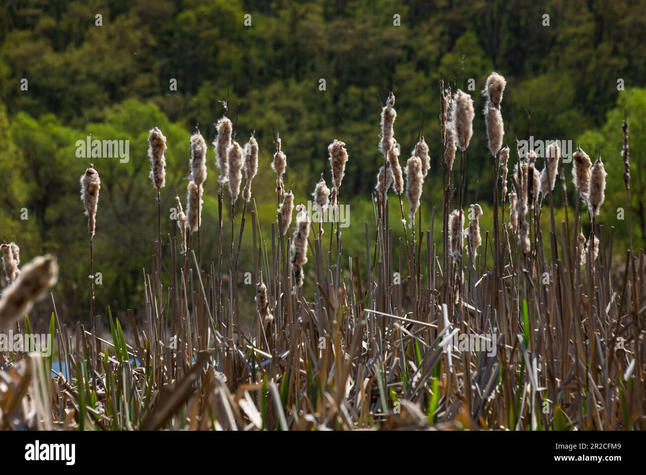 Cattails bulrush Typha latifolia beside river. Closeup of blooming ...