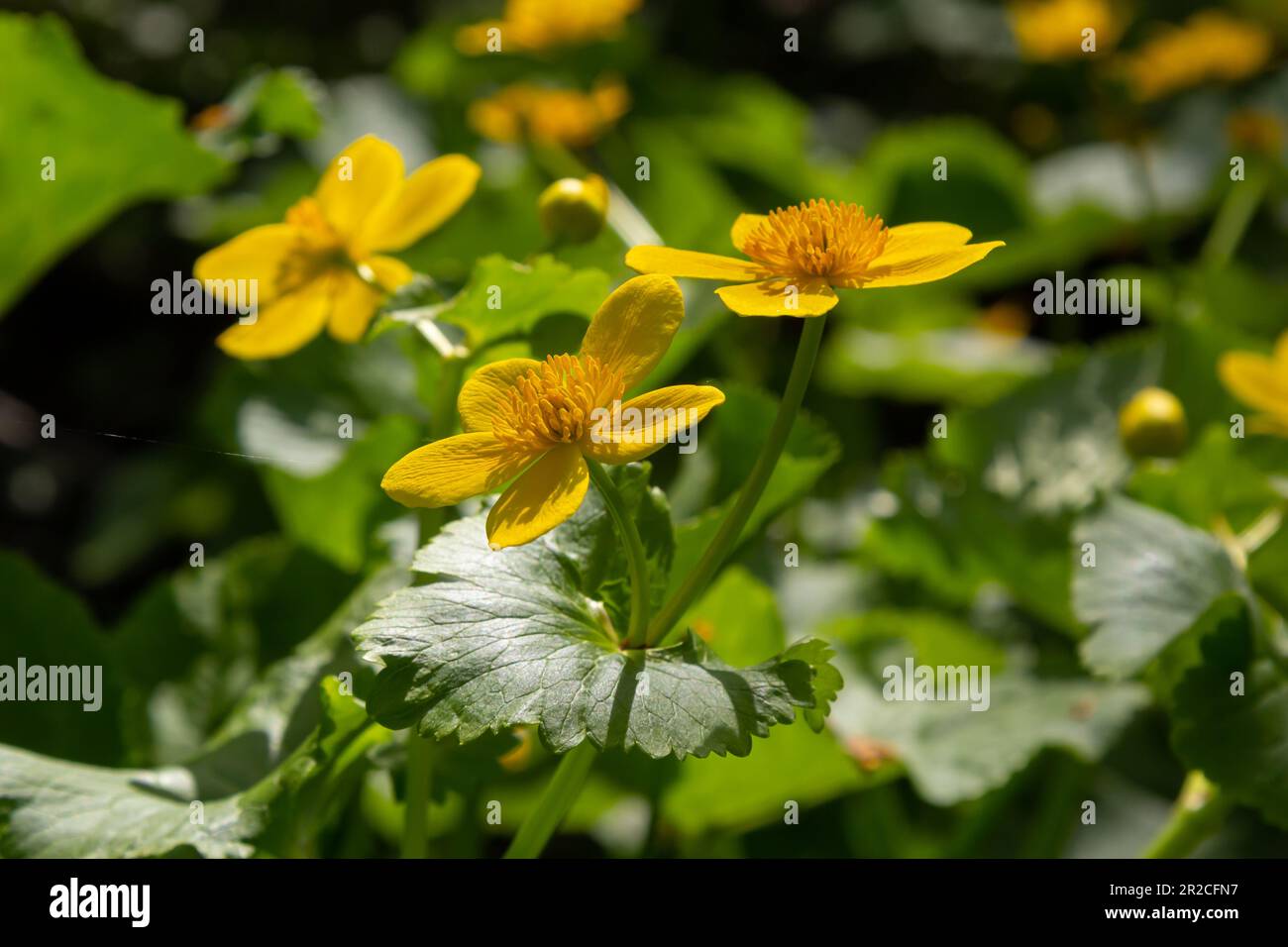 Marigold island hi-res stock photography and images - Alamy