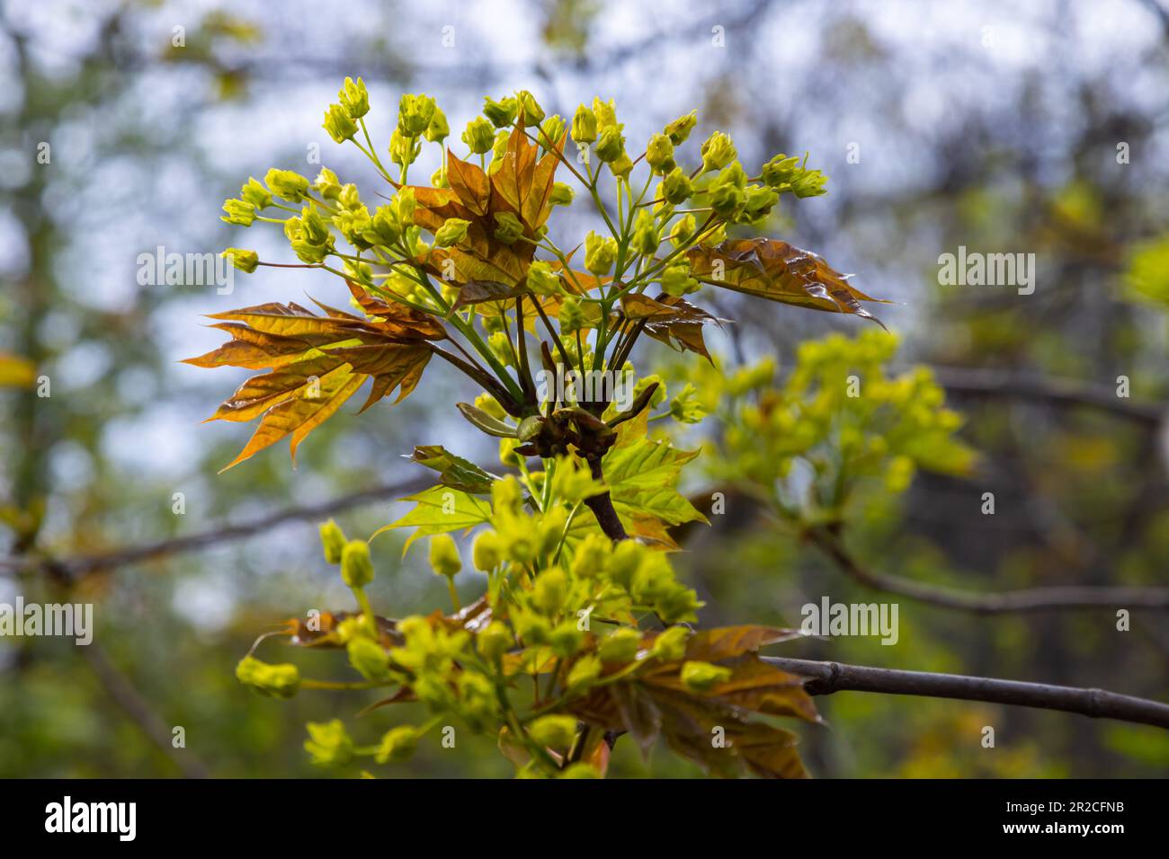 The maple Acer platanoides blooms before the leaves bloom. Yellow ...