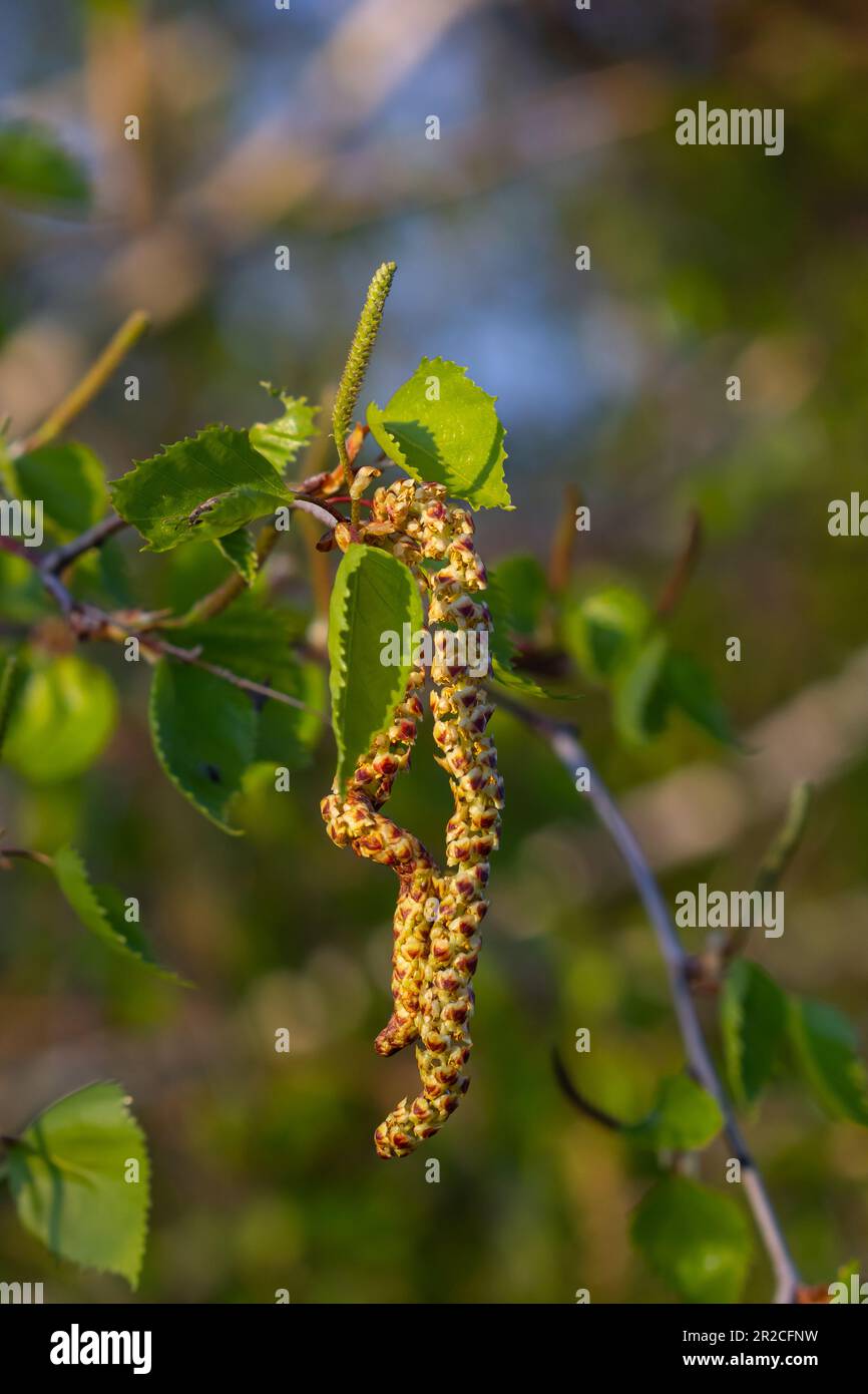 Close up view of flowering yellow catkins on a river birch tree betula ...