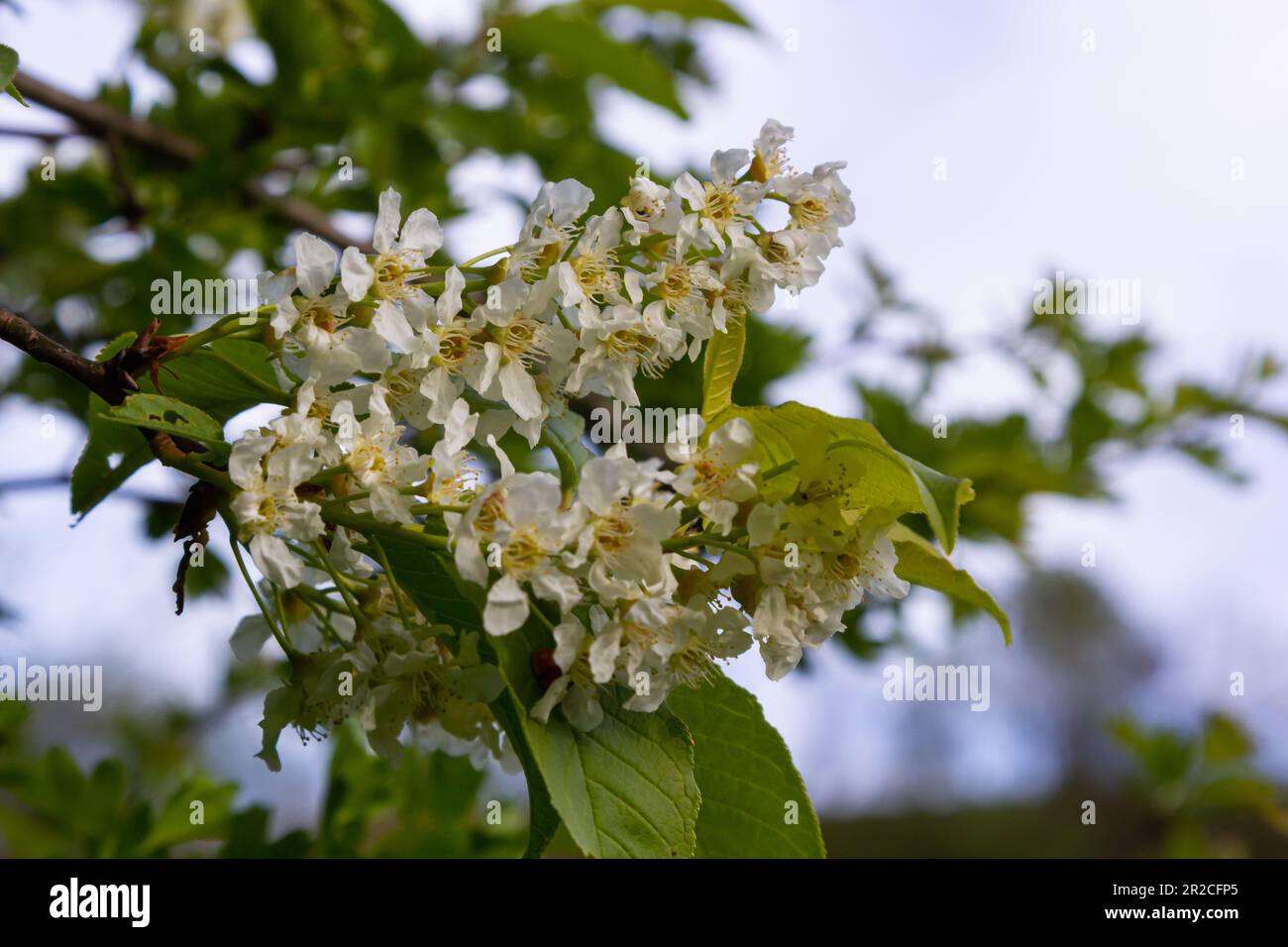 Bird cherry in bloom, spring nature background. White flowers on green ...