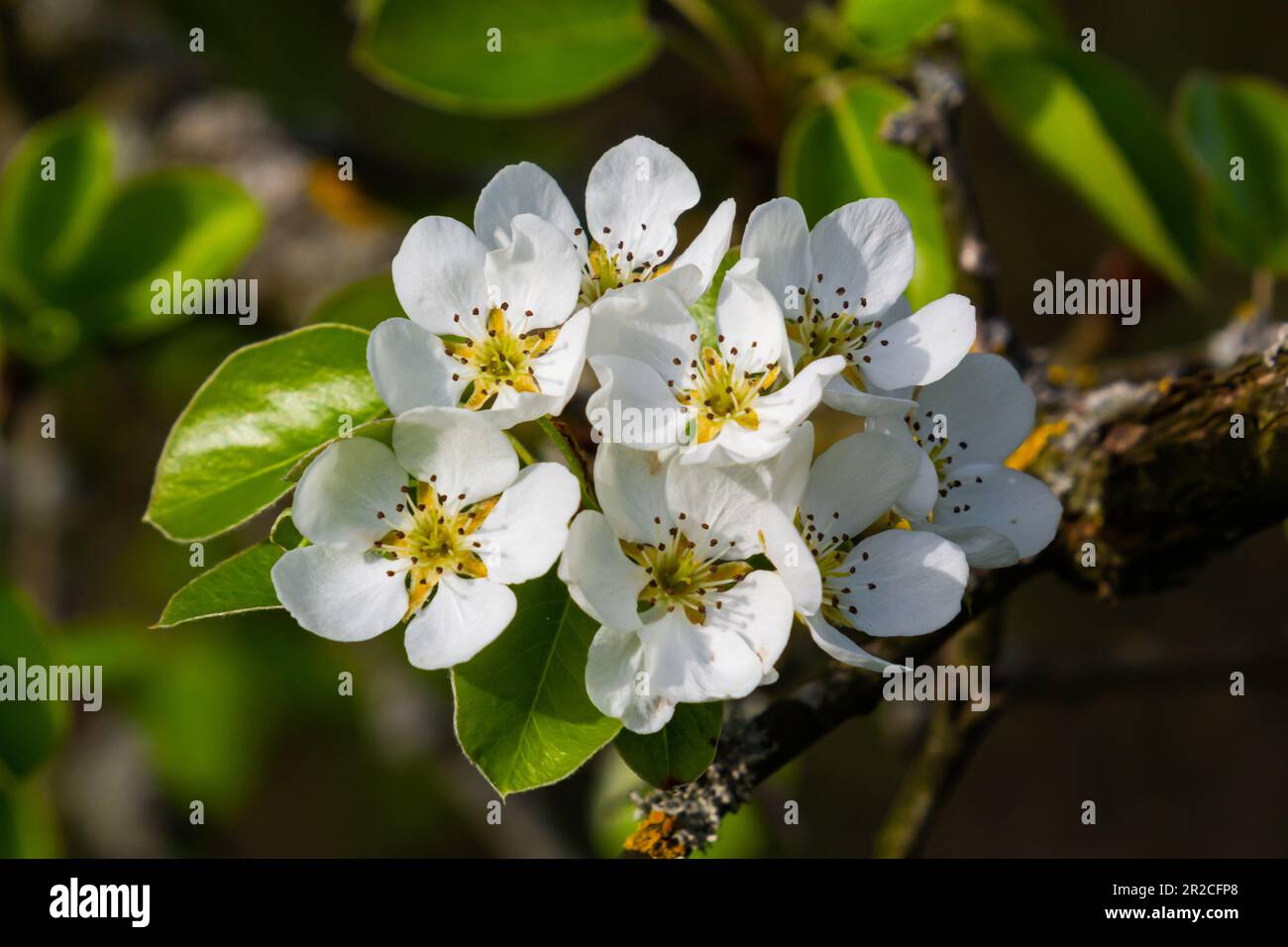Pear tree flowers up close. white flowers and buds of the fruit tree ...