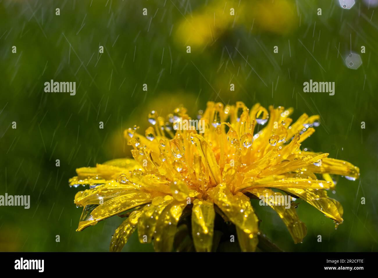 Yellow daisies bloom after the rain and the pollen grains are covered ...