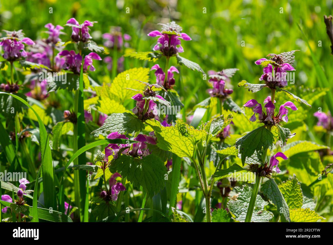 Deaf nettle blooming in a forest, Lamium purpureum. Spring purple ...