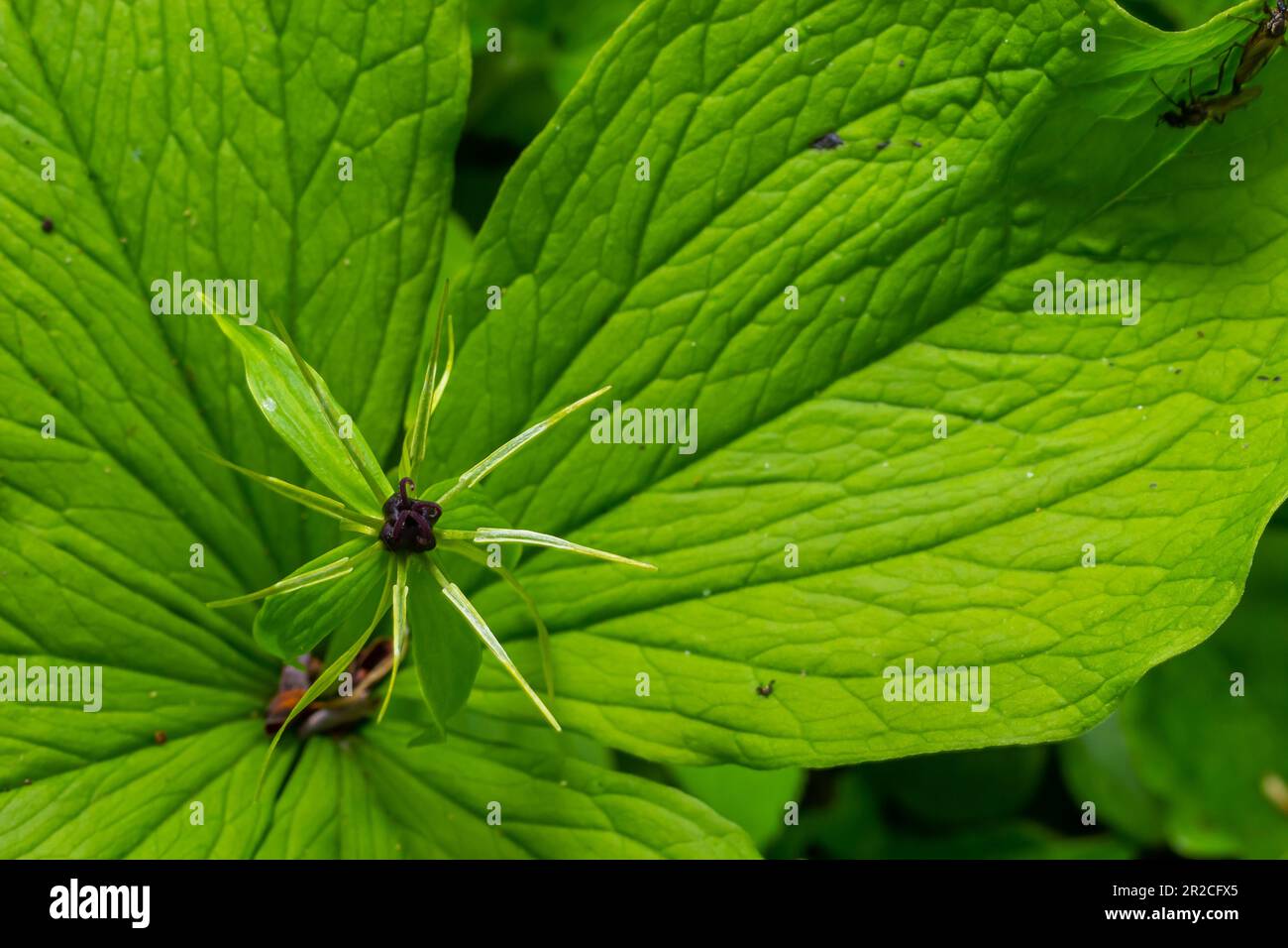 Paris quadrifolia. Flower close-up of the poisonous plant, herb-paris ...