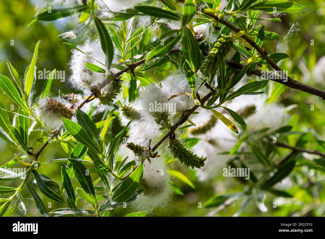 Salix atrocinerea. Close-up of a jack salce branch with the mature ...