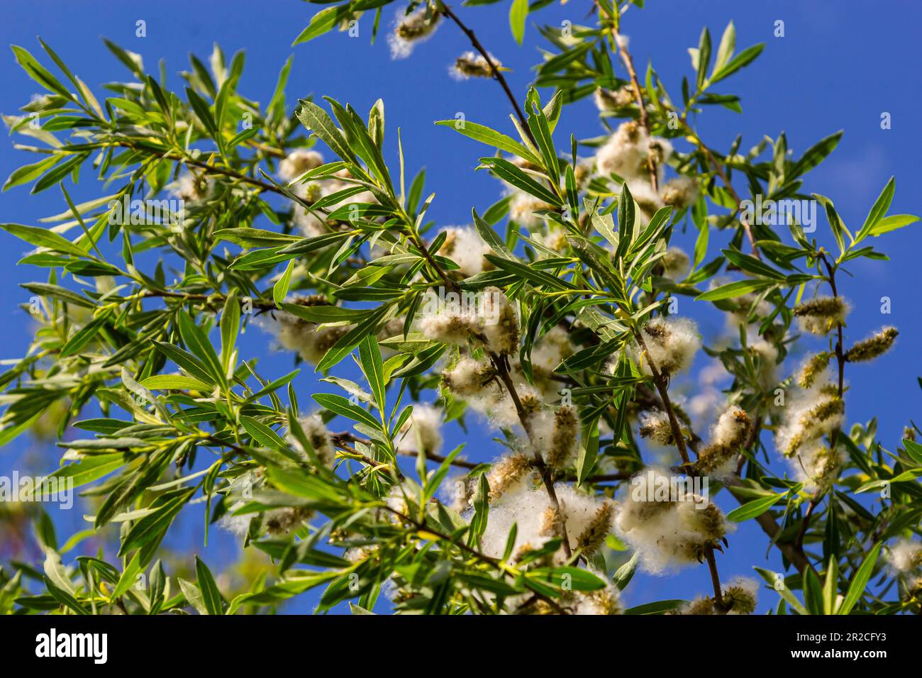 Salix atrocinerea. Close-up of a jack salce branch with the mature ...