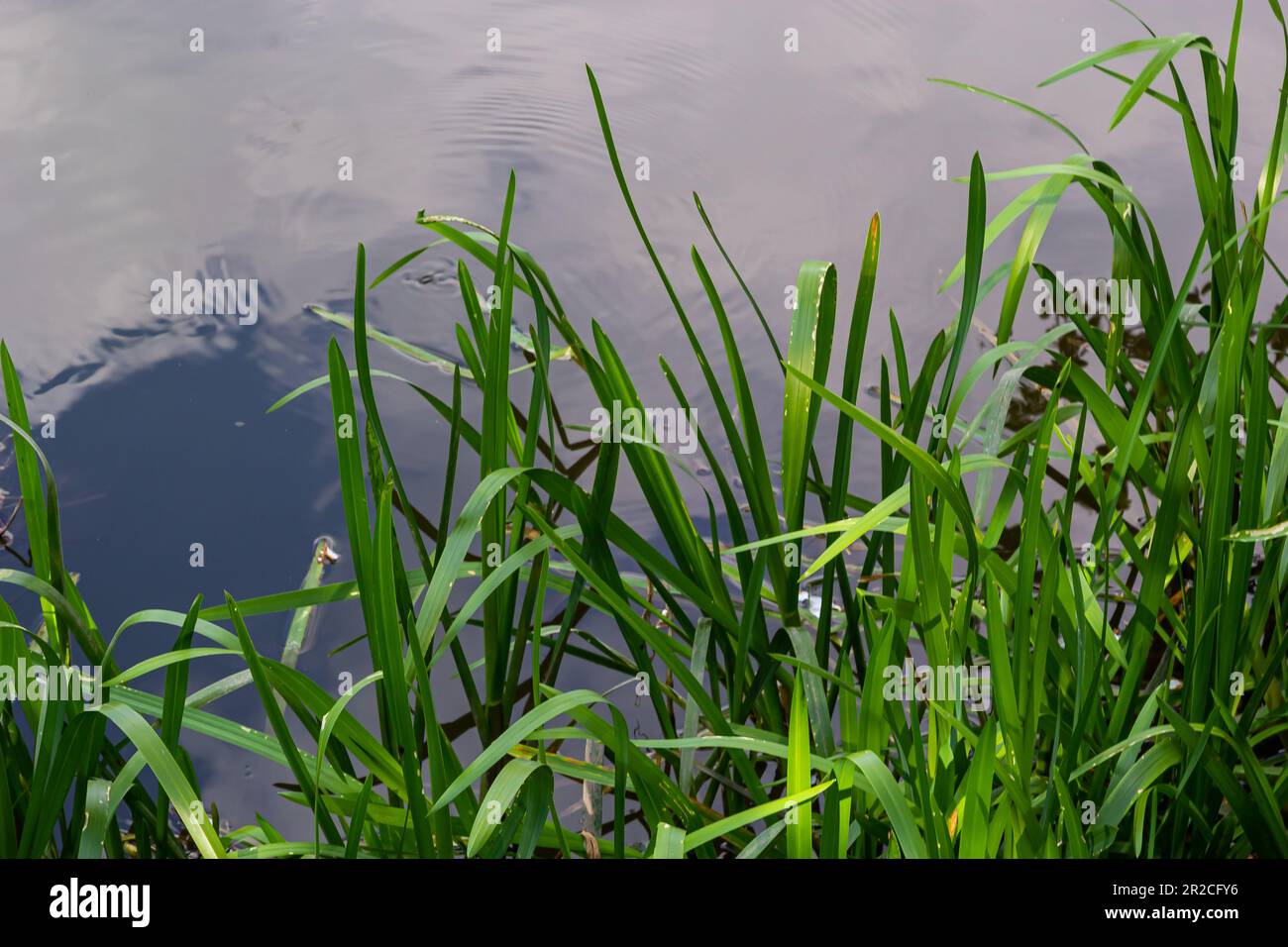Water plants corn dog grass beside the river. Typha latifolia is also ...