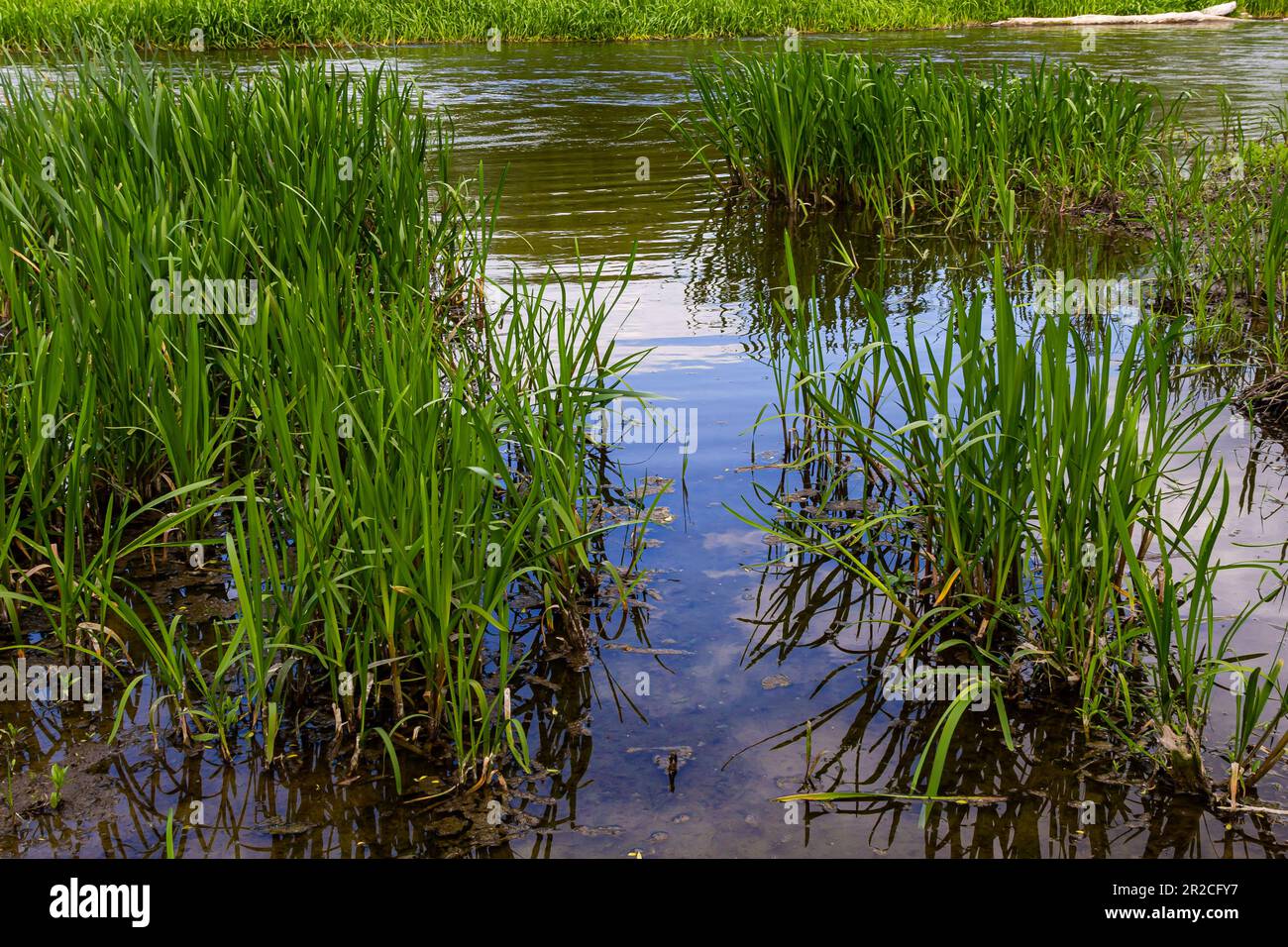 Water plants corn dog grass beside the river. Typha latifolia is also ...