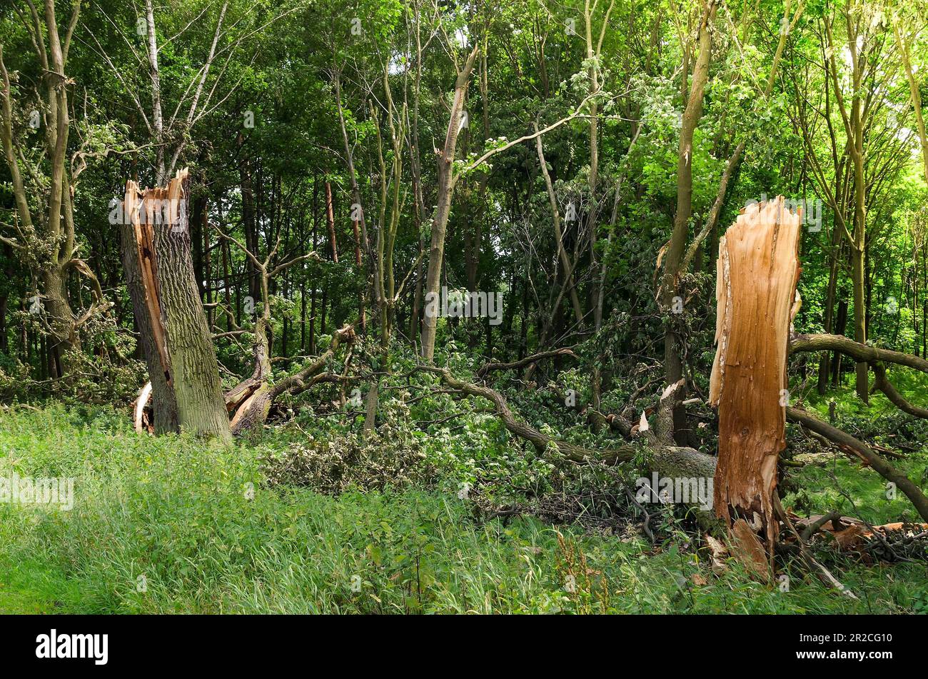 Damaged tree in the green forest. Tree that was struck by lightning in ...