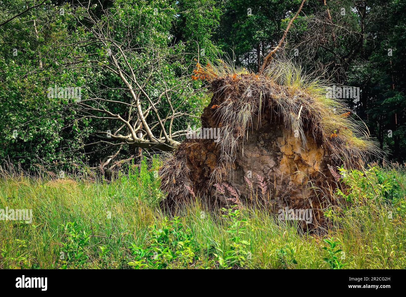 Uprooted tree lying on grass. Root of fallen tree damaged by wind storm ...