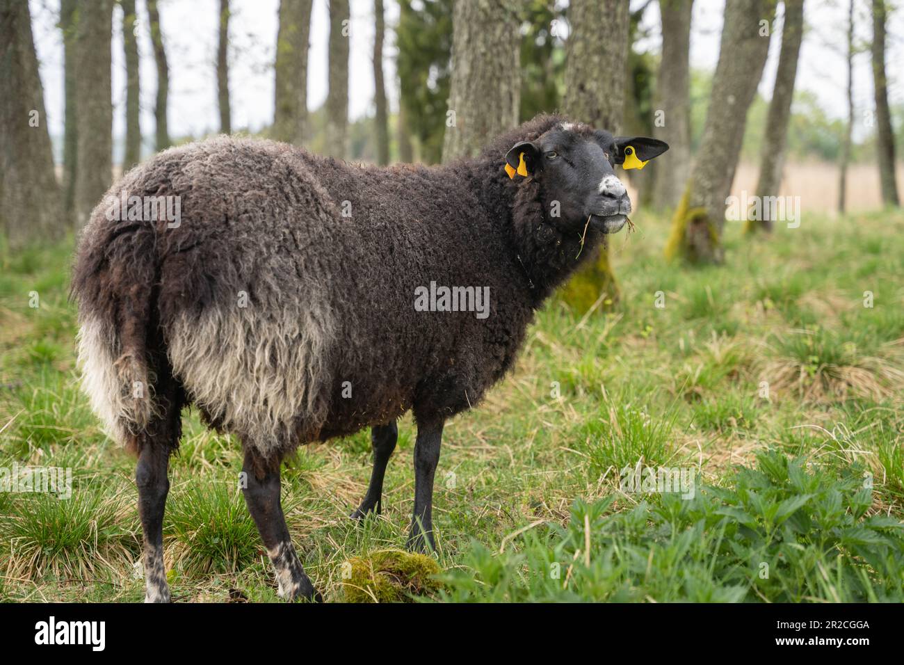 Portrait of a sheep standing in a field. Landscape caretaker. West ...