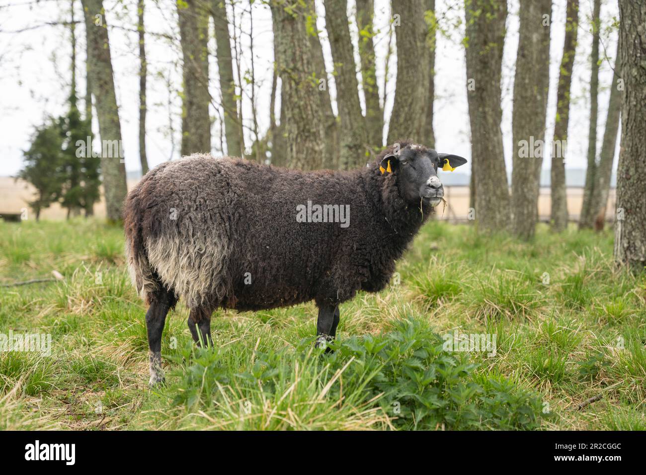 Portrait of a sheep standing in a field. Landscape caretaker. West ...