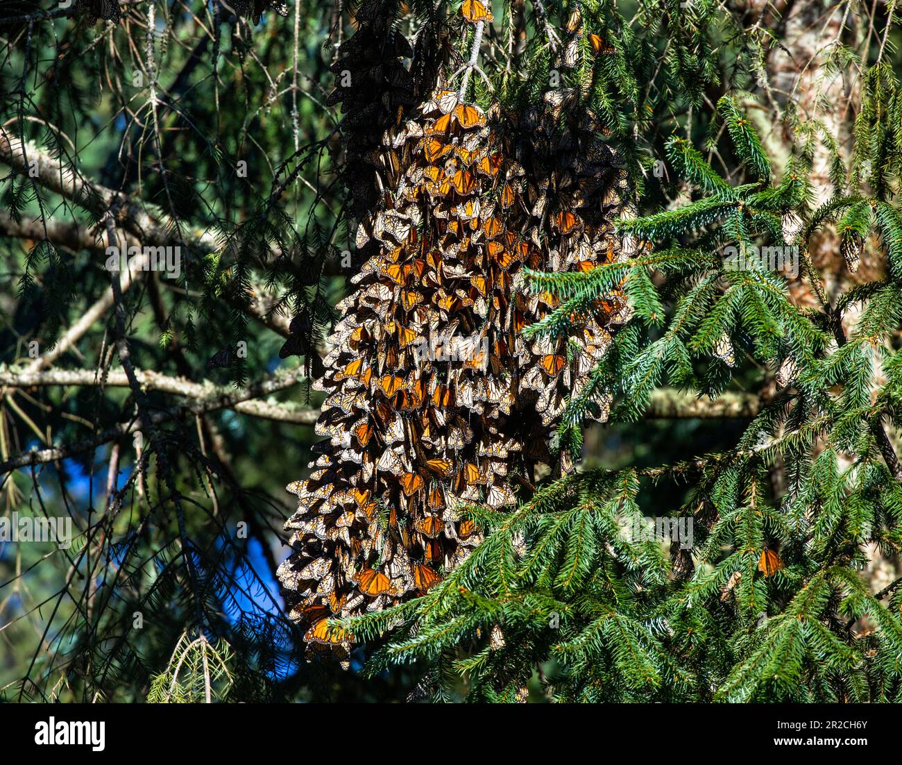 Big colony of Monarch butterflies (Danaus plexippus) close-up in the ...