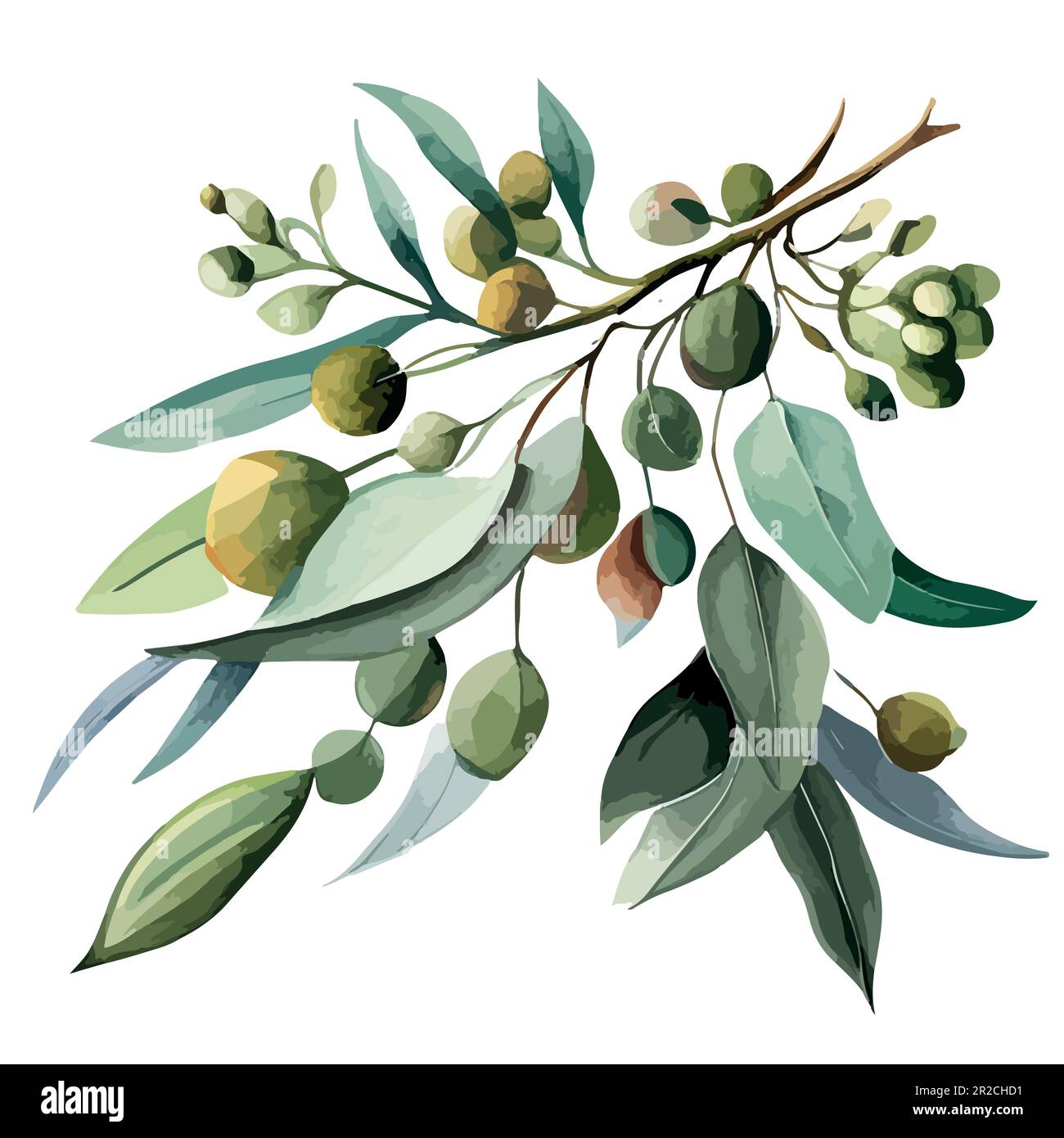 Wildflowers of australia Stock Vector Images - Alamy