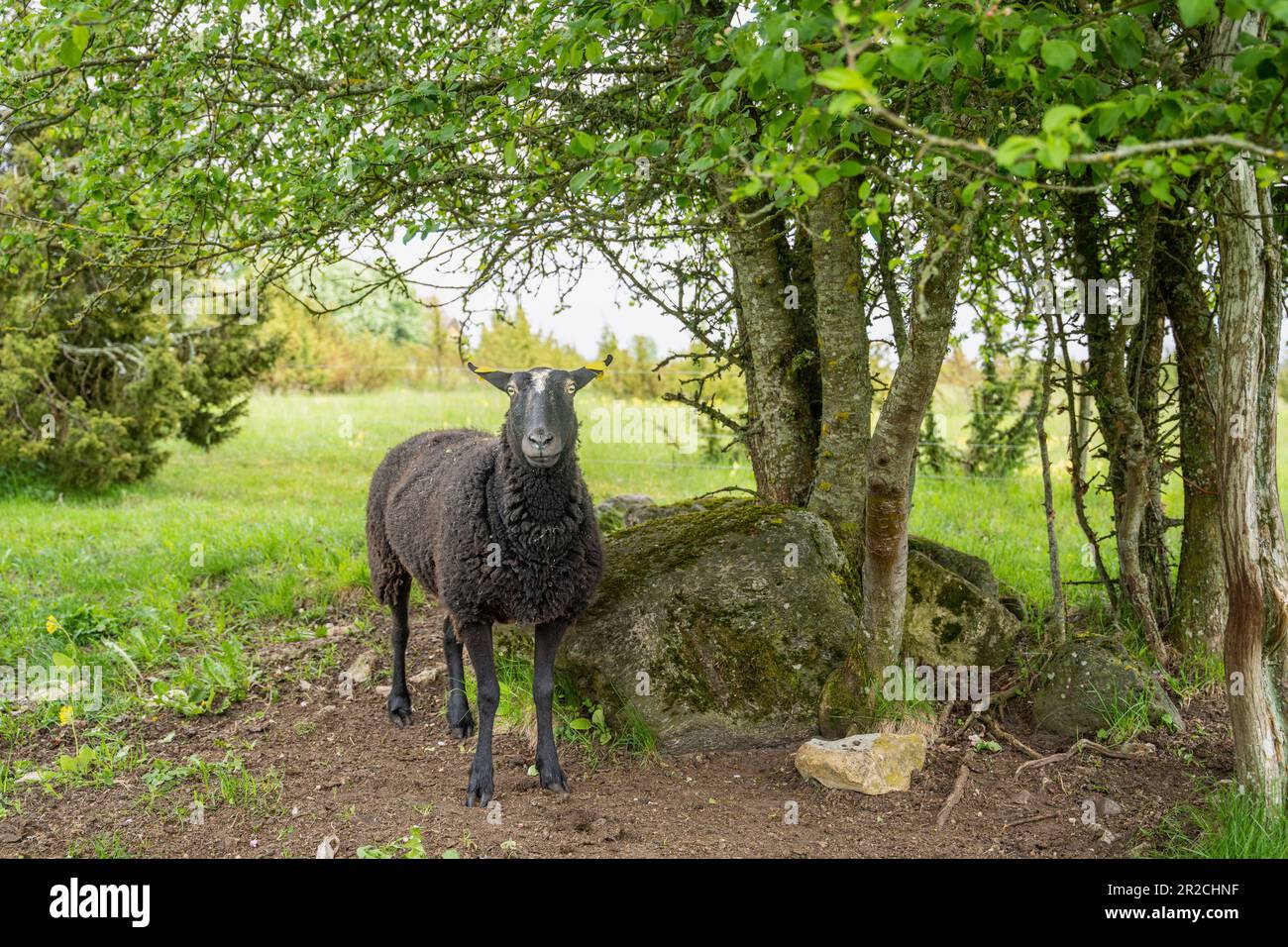 Portrait of a sheep standing in a field. Landscape caretaker. West ...
