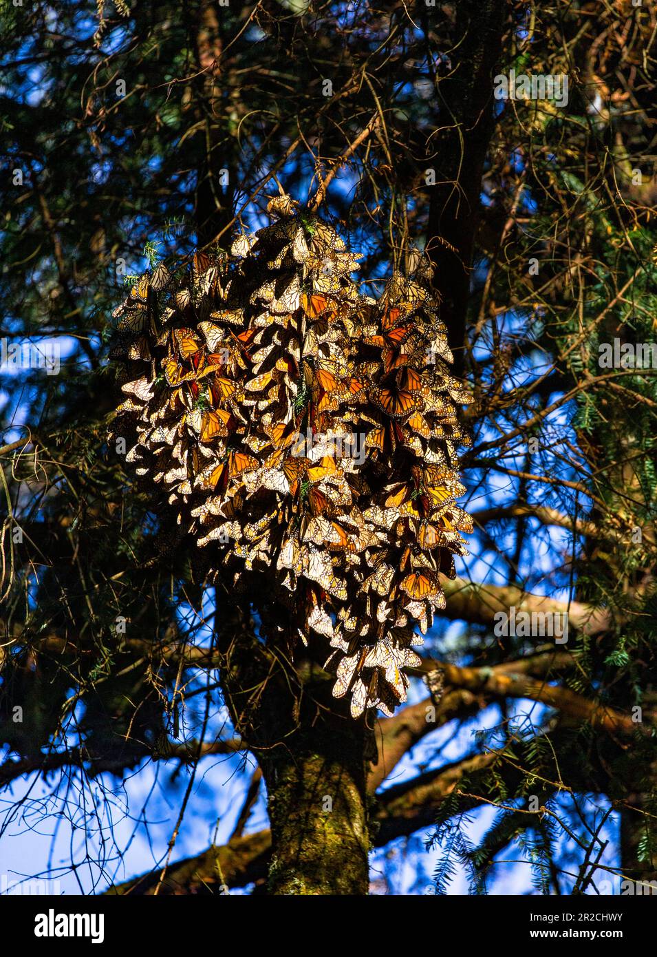Big colony of Monarch butterflies (Danaus plexippus) close-up in the ...