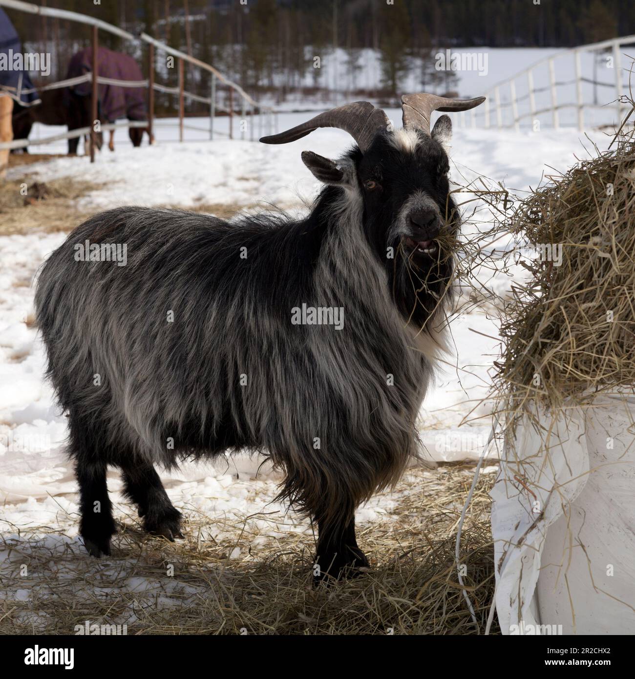 Dwarf, a pygmy goat, and its hay bale. Winter, snow, and horses to the ...