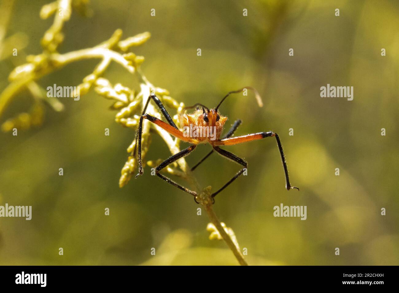 Macro shot of an orange black assassin bug stepping across a stem Stock ...