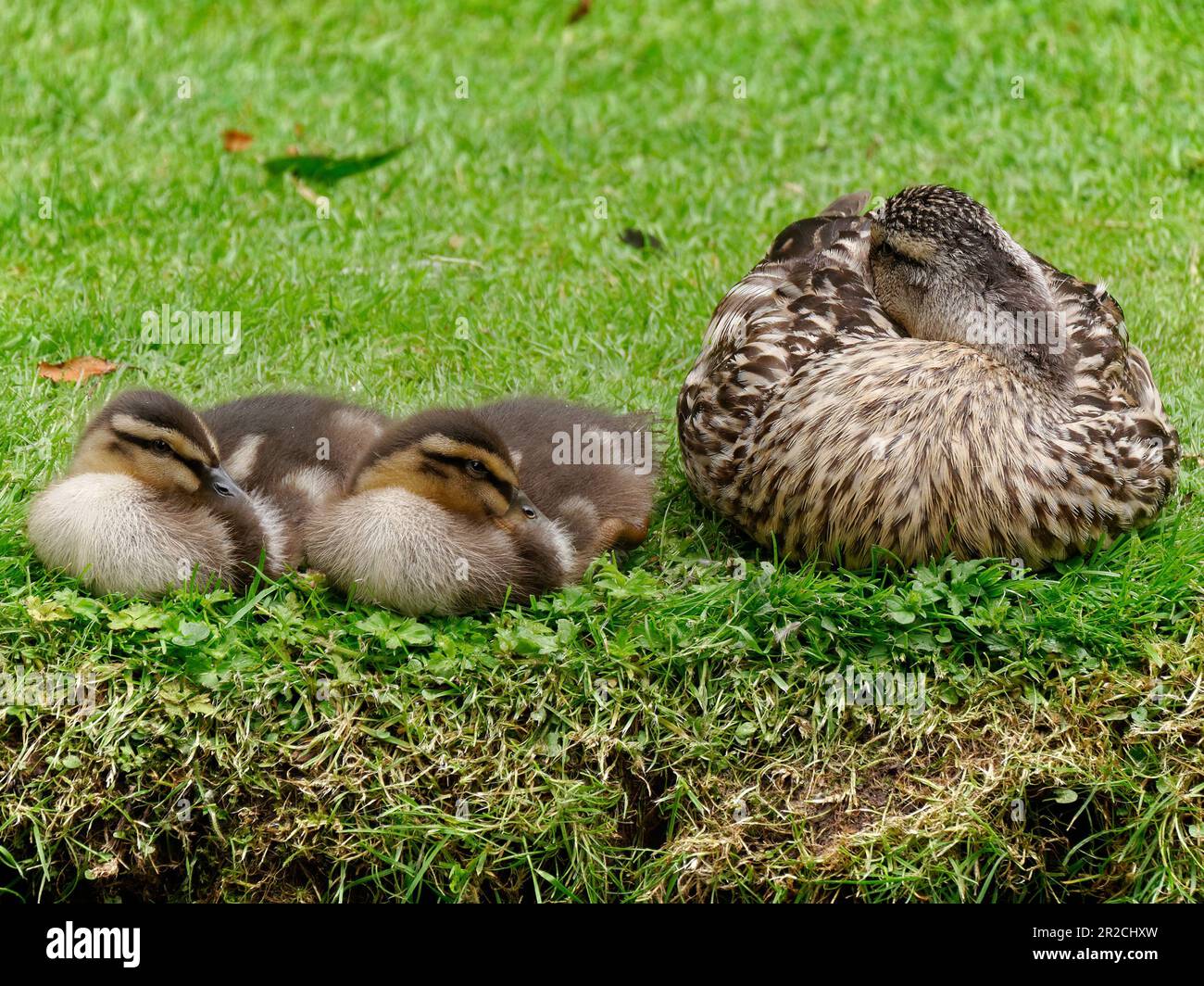 Adult female mallard duck (Anas platyrhynchos) with two ducklings ...