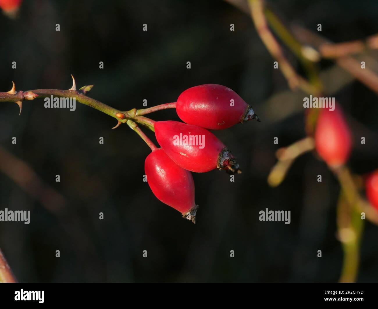 Close up of three bright red rose hip berries against dark background ...