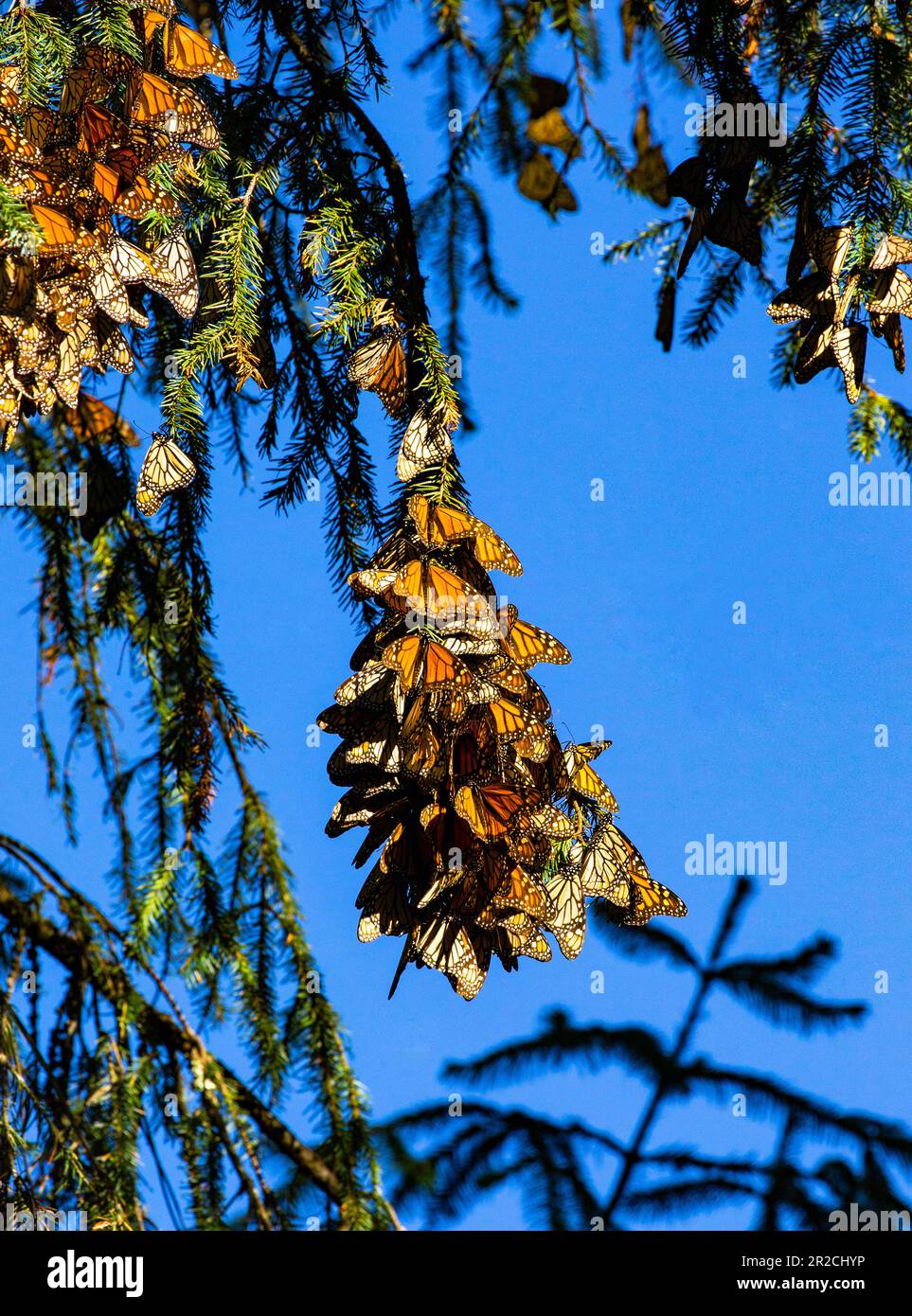 Colony of Monarch butterflies (Danaus plexippus) is sitting on pine ...