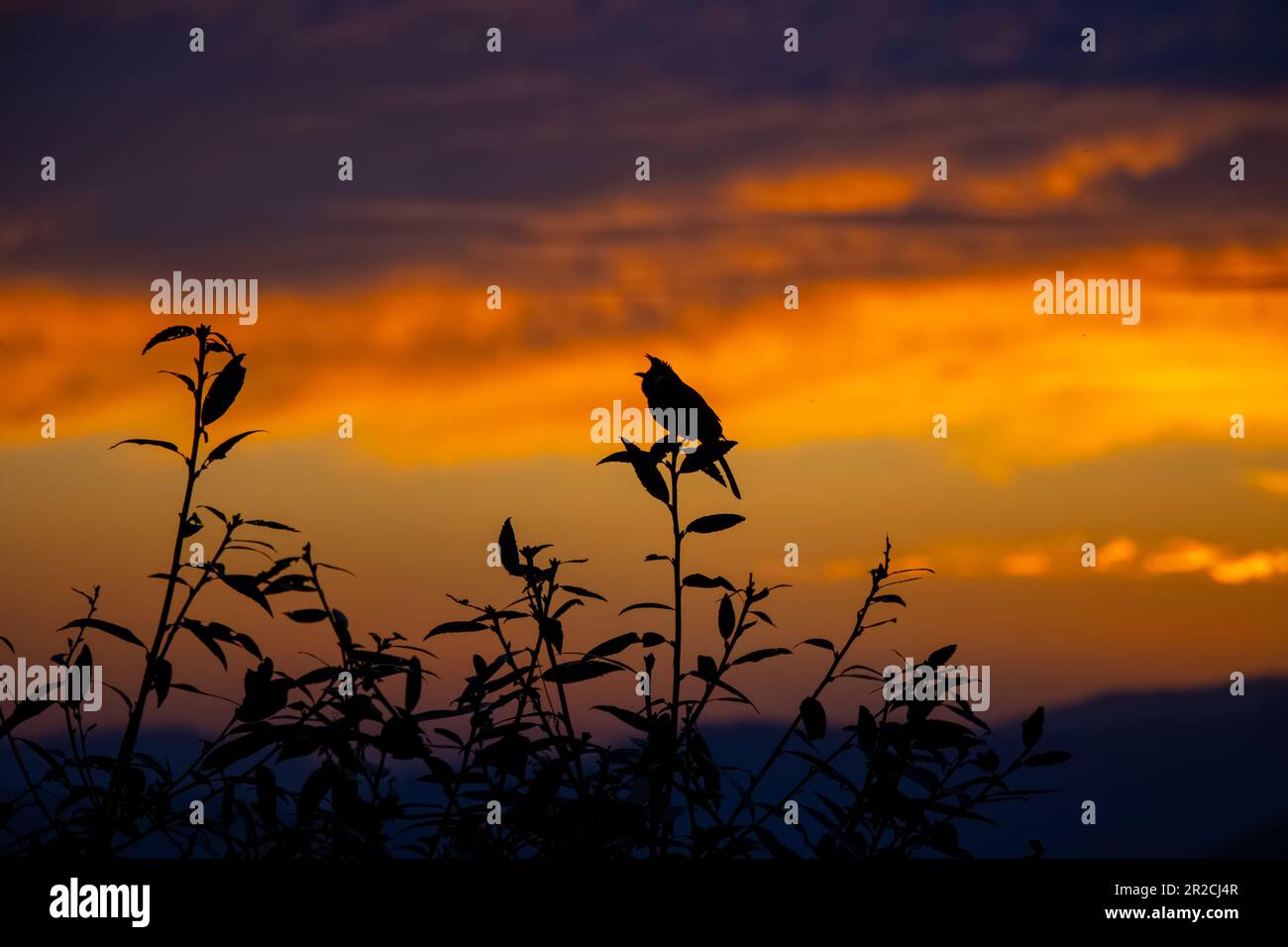 a bird setting on tree against cloud sky beautiful sunset presenting a ...