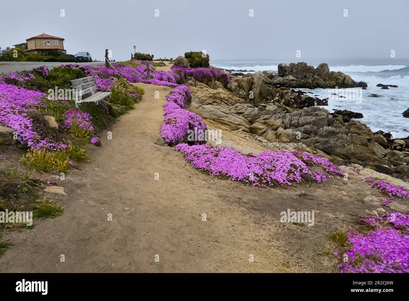 Pick creeping ice plants bloom along the costal trail Stock Photo - Alamy