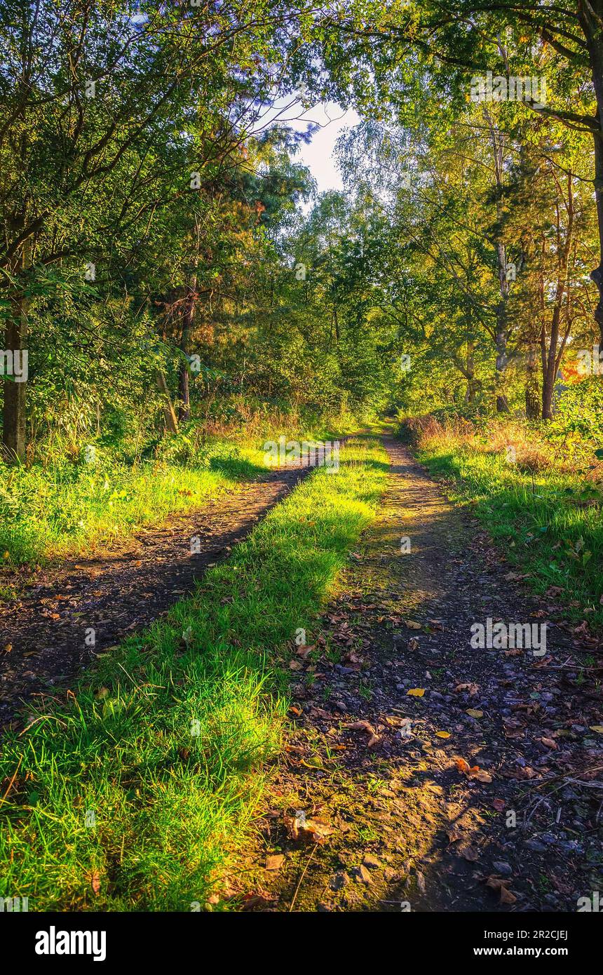 View of the forest in a green beautiful scenery. Path in the forest ...