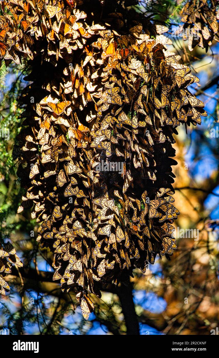 Big colony of Monarch butterflies (Danaus plexippus) close-up in the ...