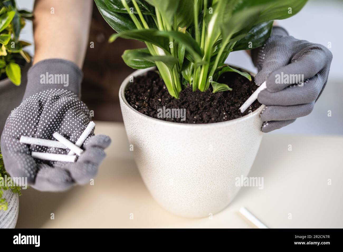 female gardener hands in gloves adding houseplants fertilizer ...