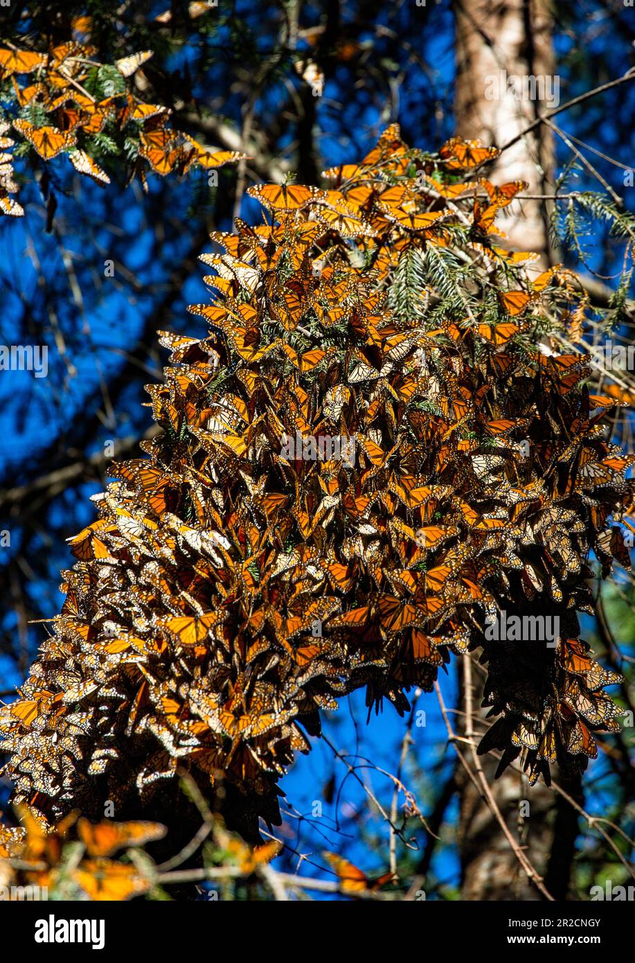 Big colony of Monarch butterflies (Danaus plexippus) close-up in the ...
