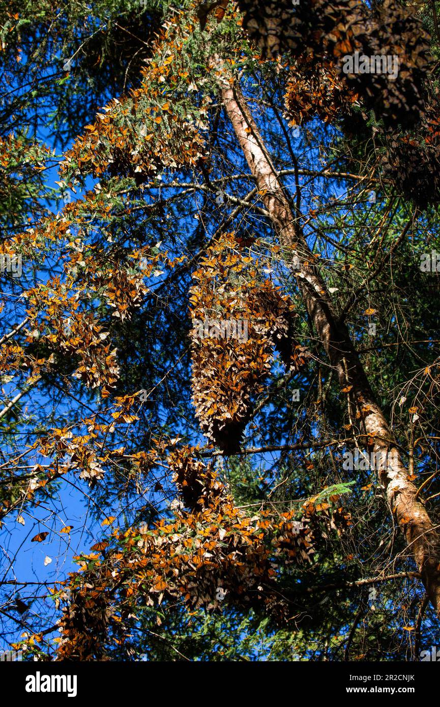 Big colony of Monarch butterflies (Danaus plexippus) close-up in the ...