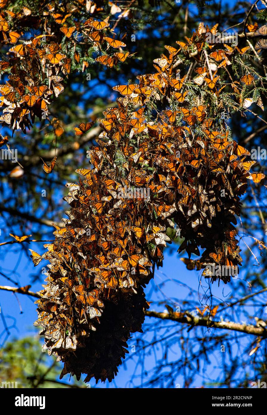 Big colony of Monarch butterflies (Danaus plexippus) close-up in the ...