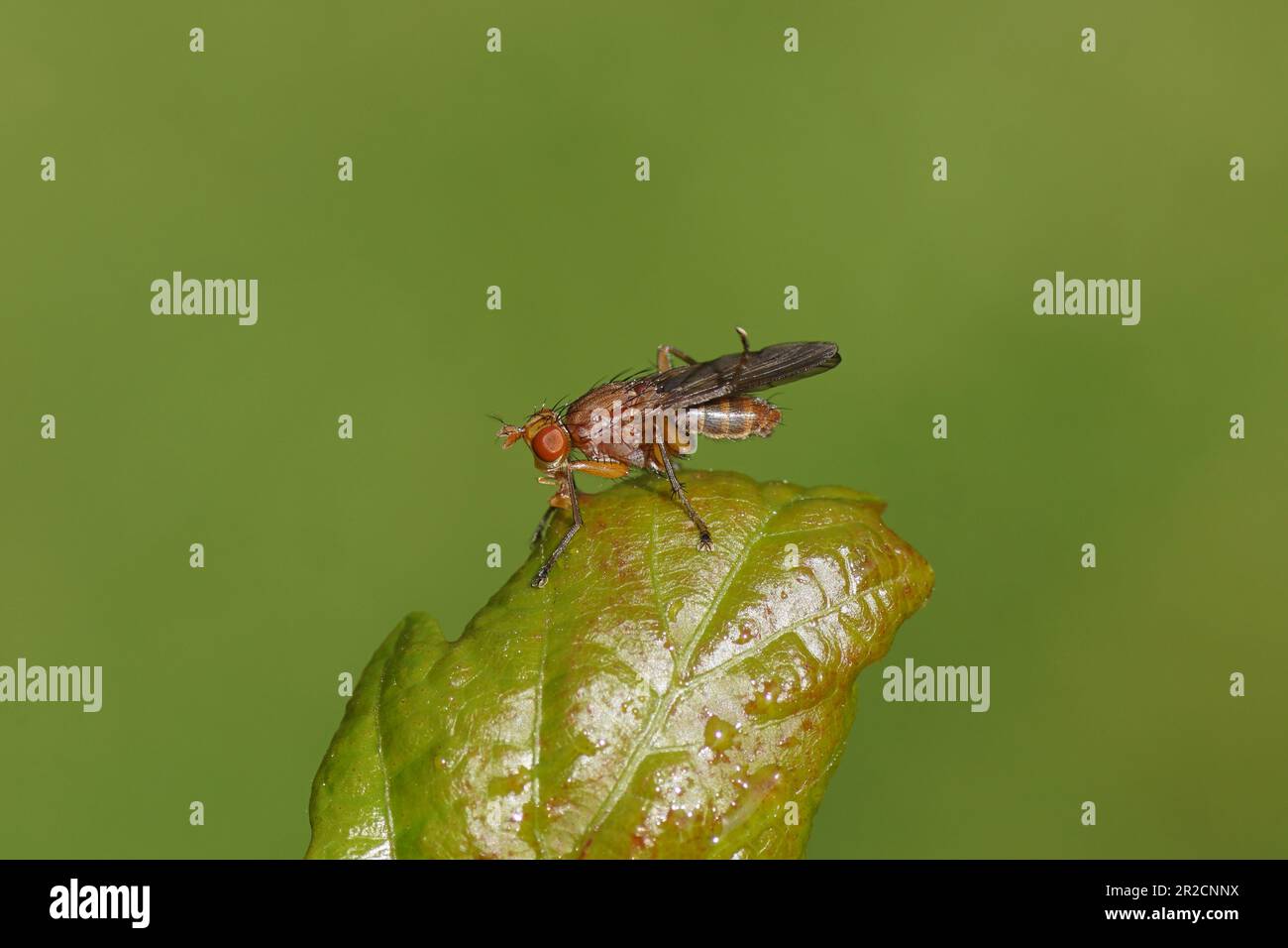 Snail killersnail killing flies hi-res stock photography and images - Alamy