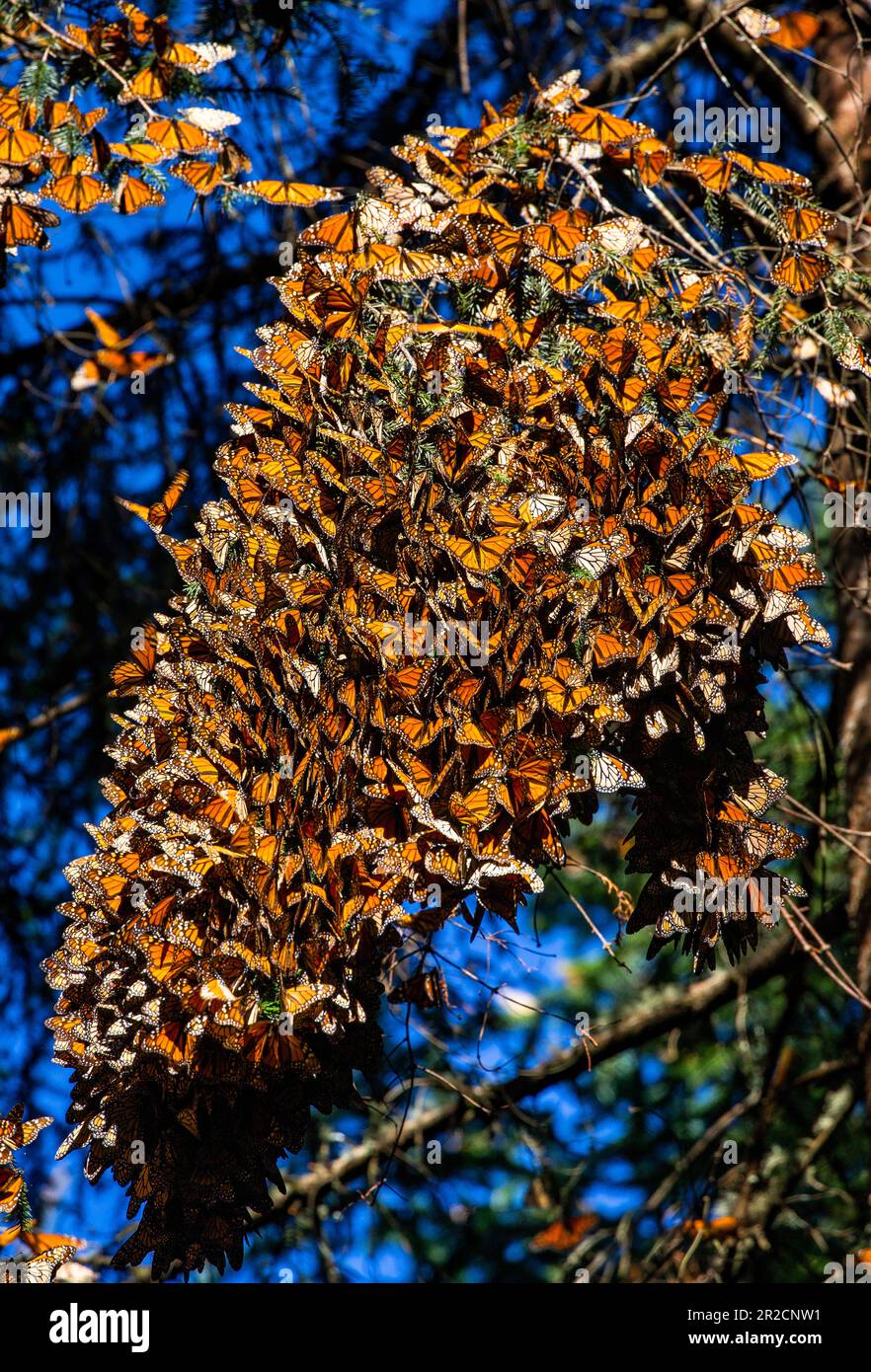 Big colony of Monarch butterflies (Danaus plexippus) close-up in the ...
